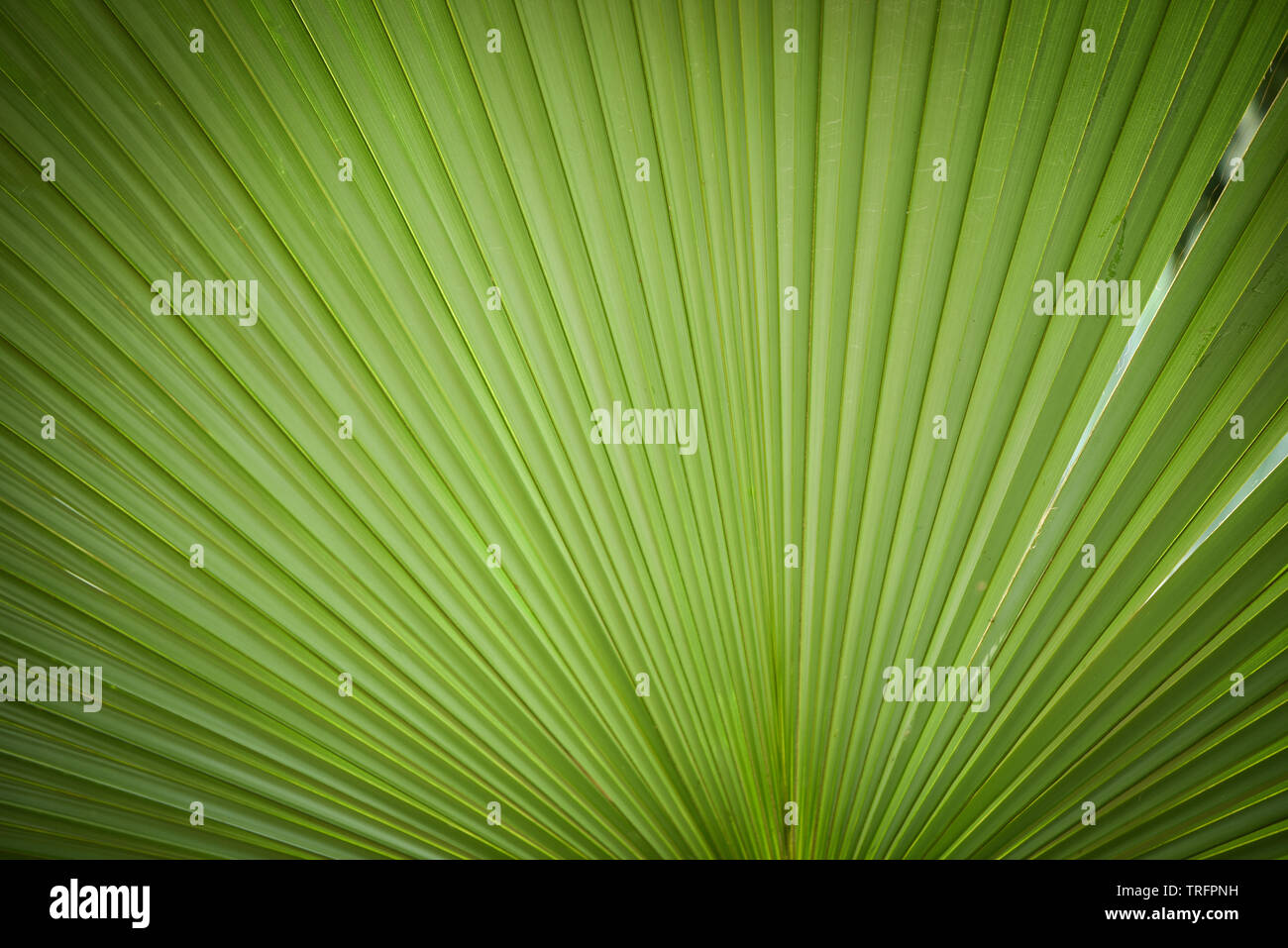 Natural green patterns / Green palm tree leaf texture on natural and ...