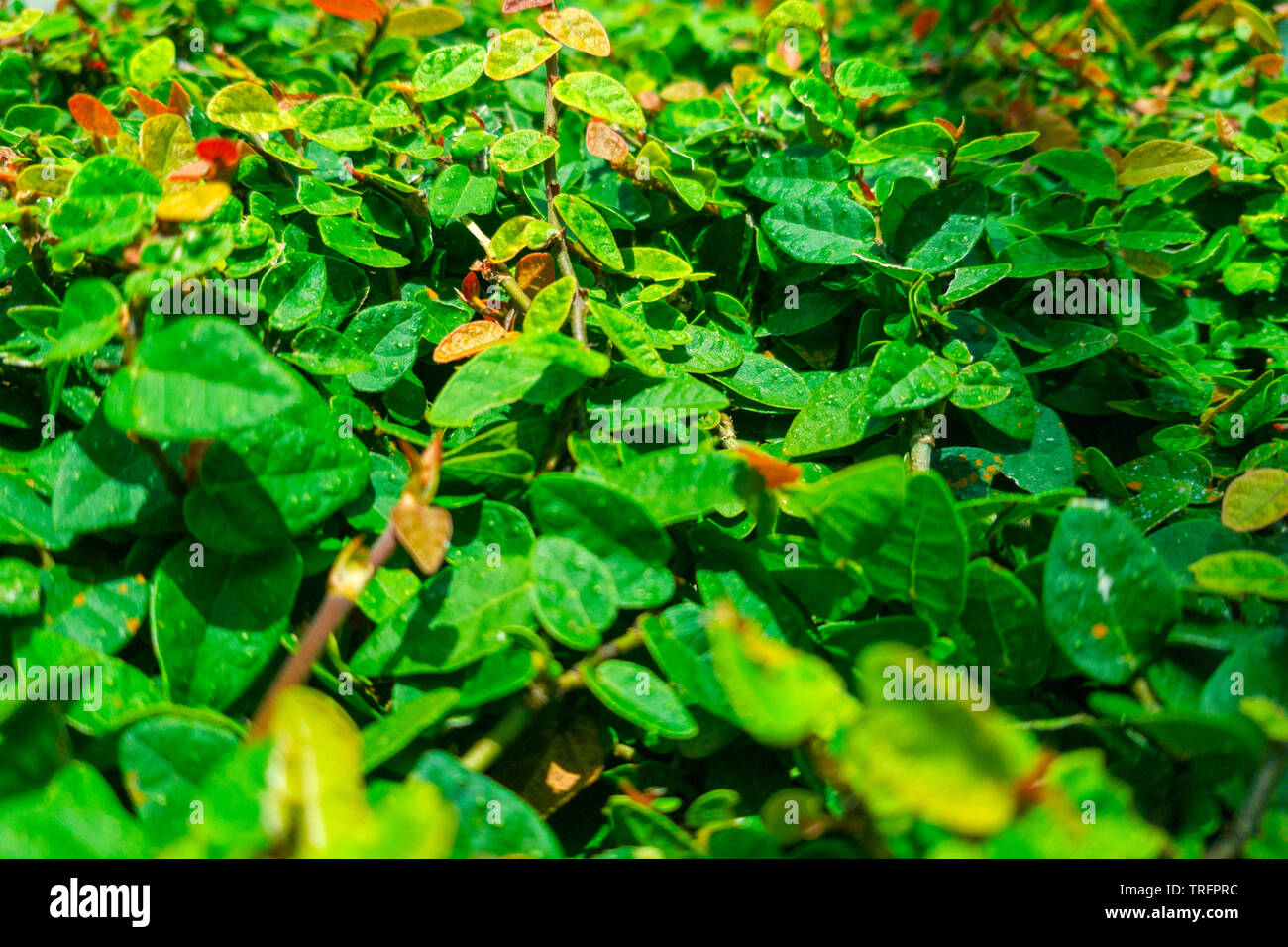 green ivy plant very dense Stock Photo - Alamy