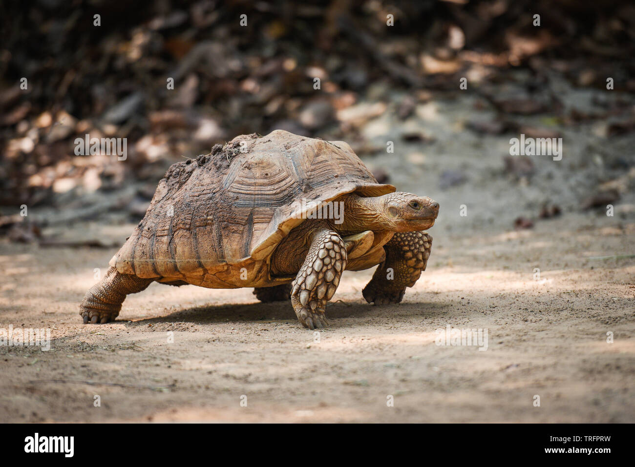 Baby sea turtle face hi-res stock photography and images - Alamy
