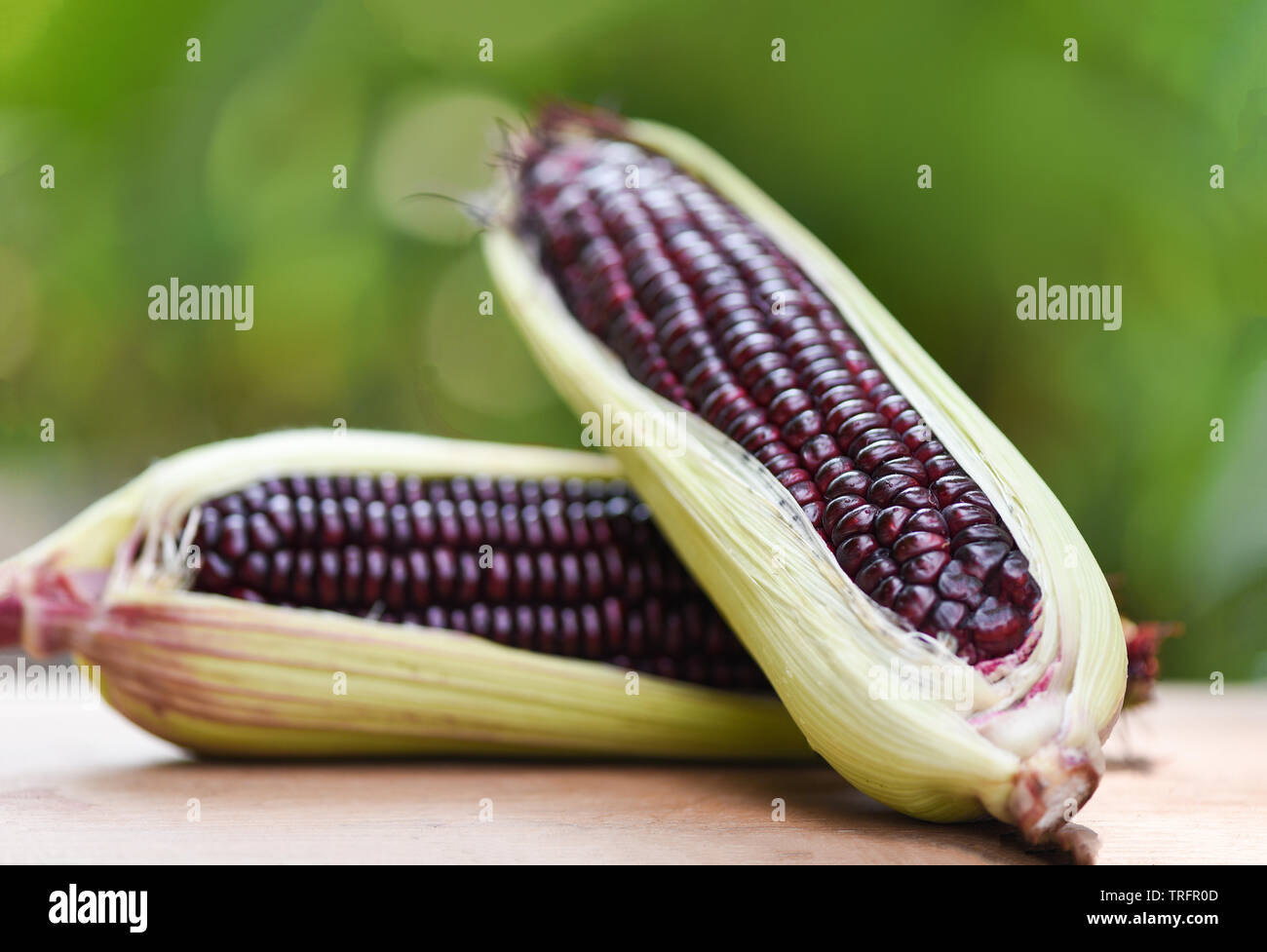 Purple corn fresh on cob on wooden and nature green background / Siam ...