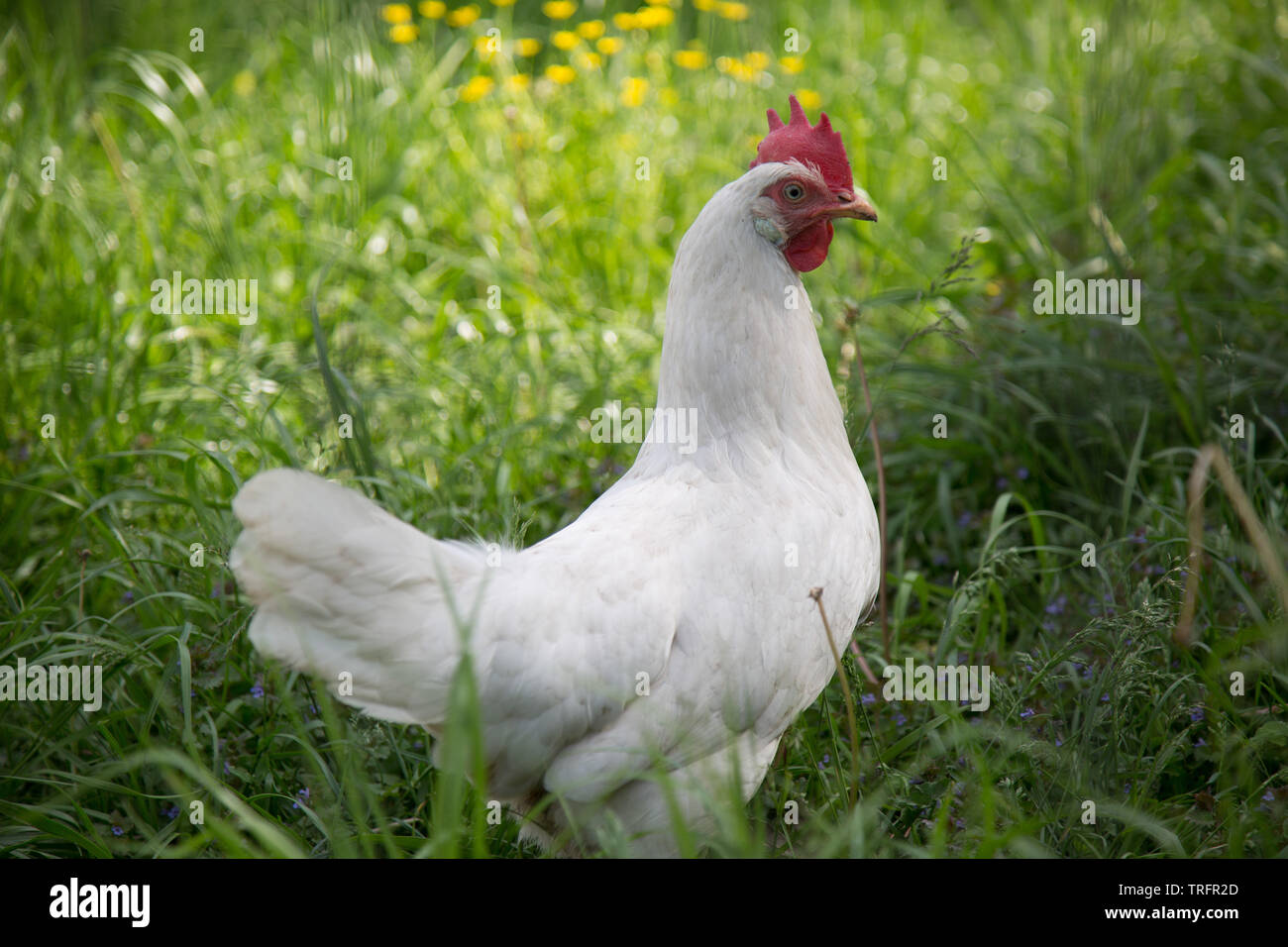 Hen white hi-res stock photography and images - Alamy