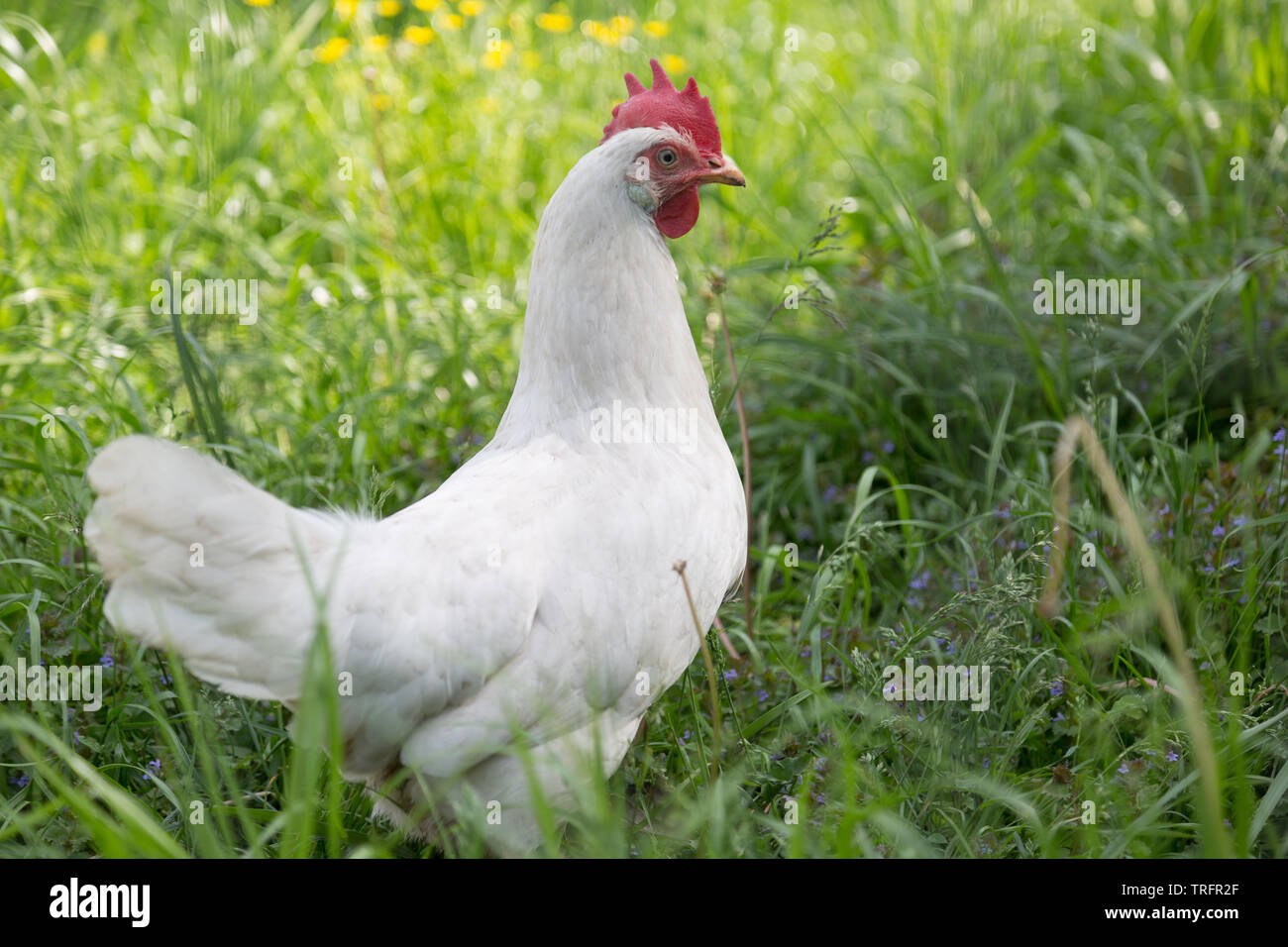 A white Leghorn free range chicken struts through the grass on an ...