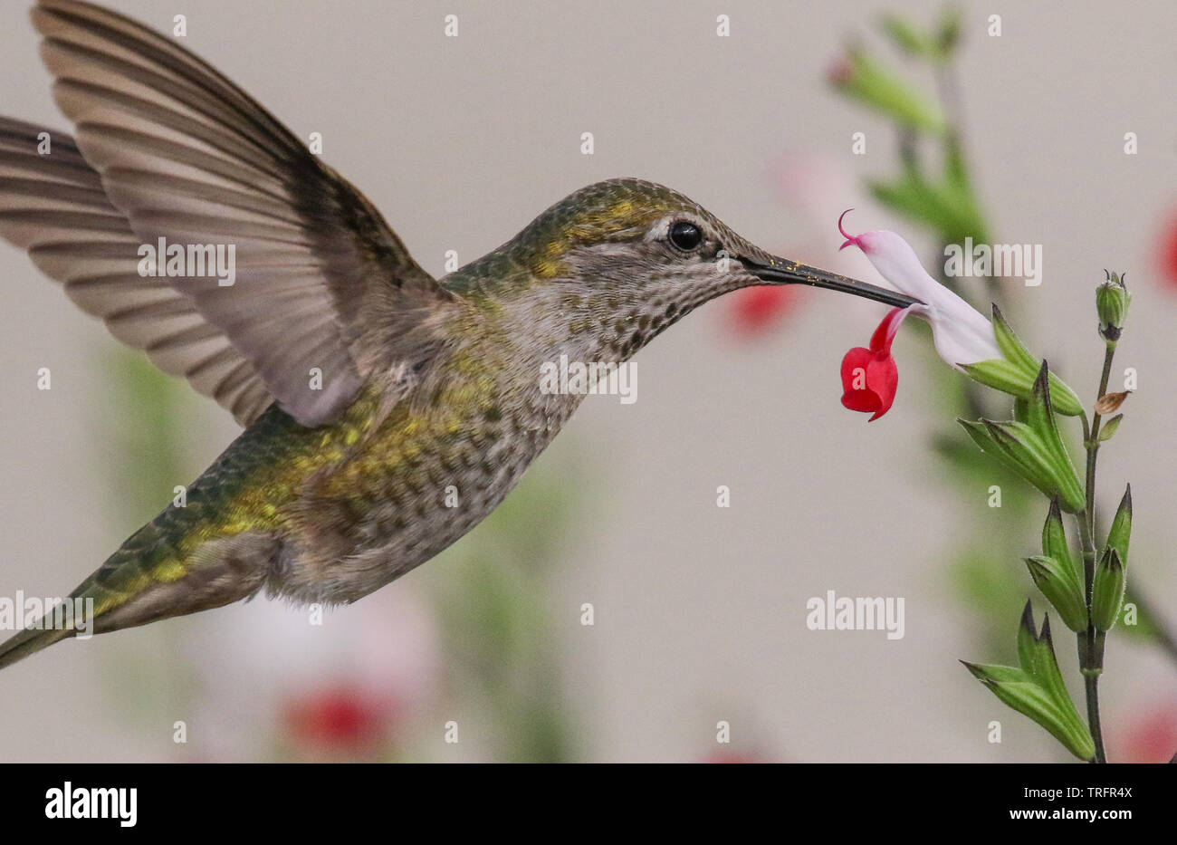 Female Anna's Hummingbird in Flight Stock Photo - Alamy