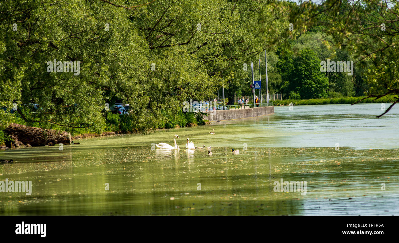 Swans swimming on isar river hi-res stock photography and images - Alamy