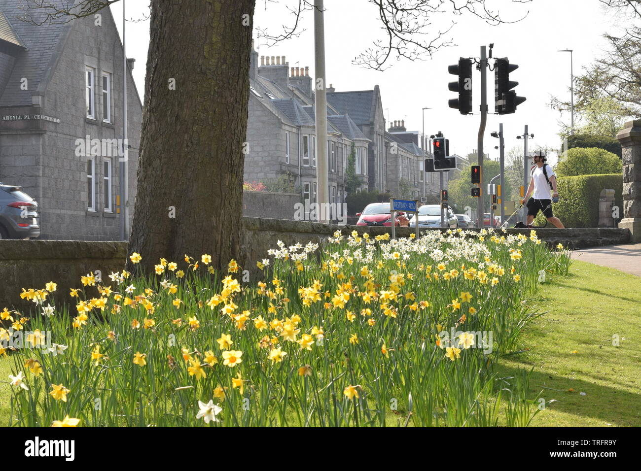 Spring daffodils flowers Westburn Road street sign, Aberdeen Stock ...