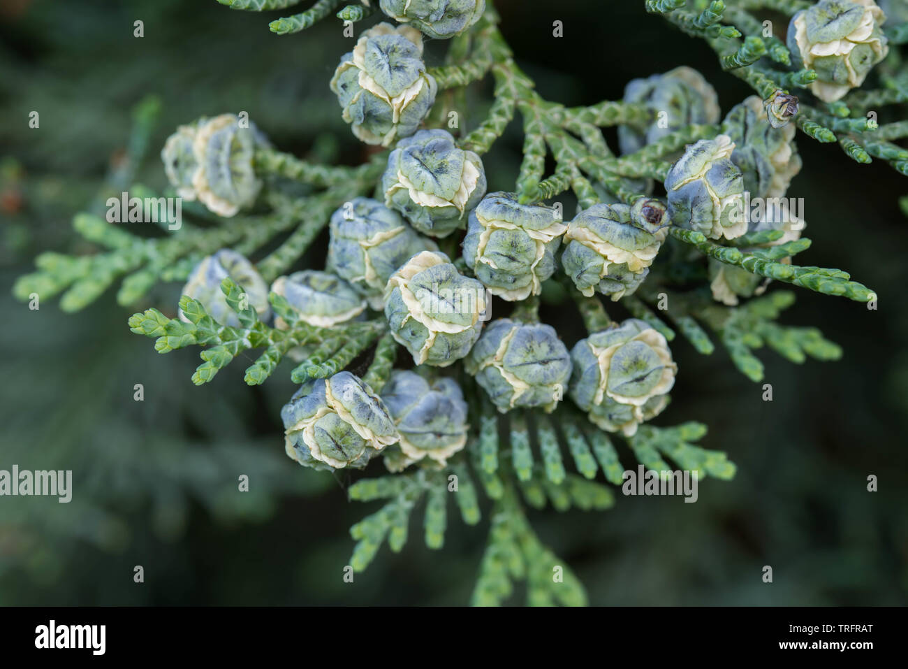 Immature seed cones hi-res stock photography and images - Alamy