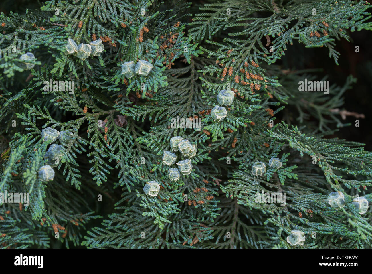 Immature seed cones hi-res stock photography and images - Alamy