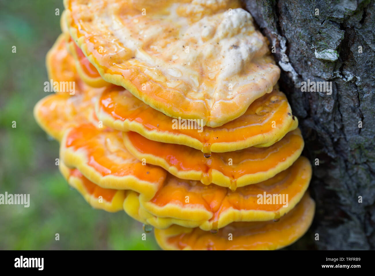 orange fungus on tree - laetiporus sulphureus, sulphur shelf closeup ...