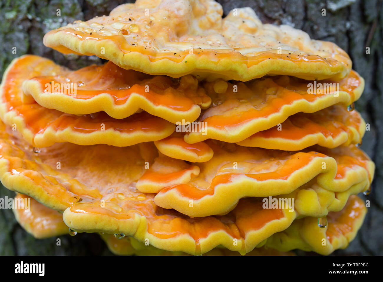 Bright orange fungus on tree hi-res stock photography and images - Alamy