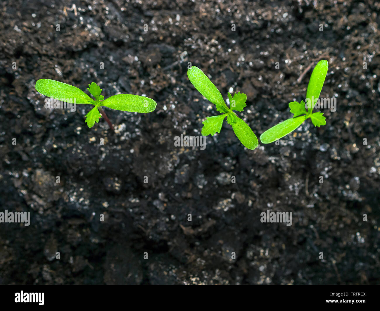 Marigold sprout hi-res stock photography and images - Alamy