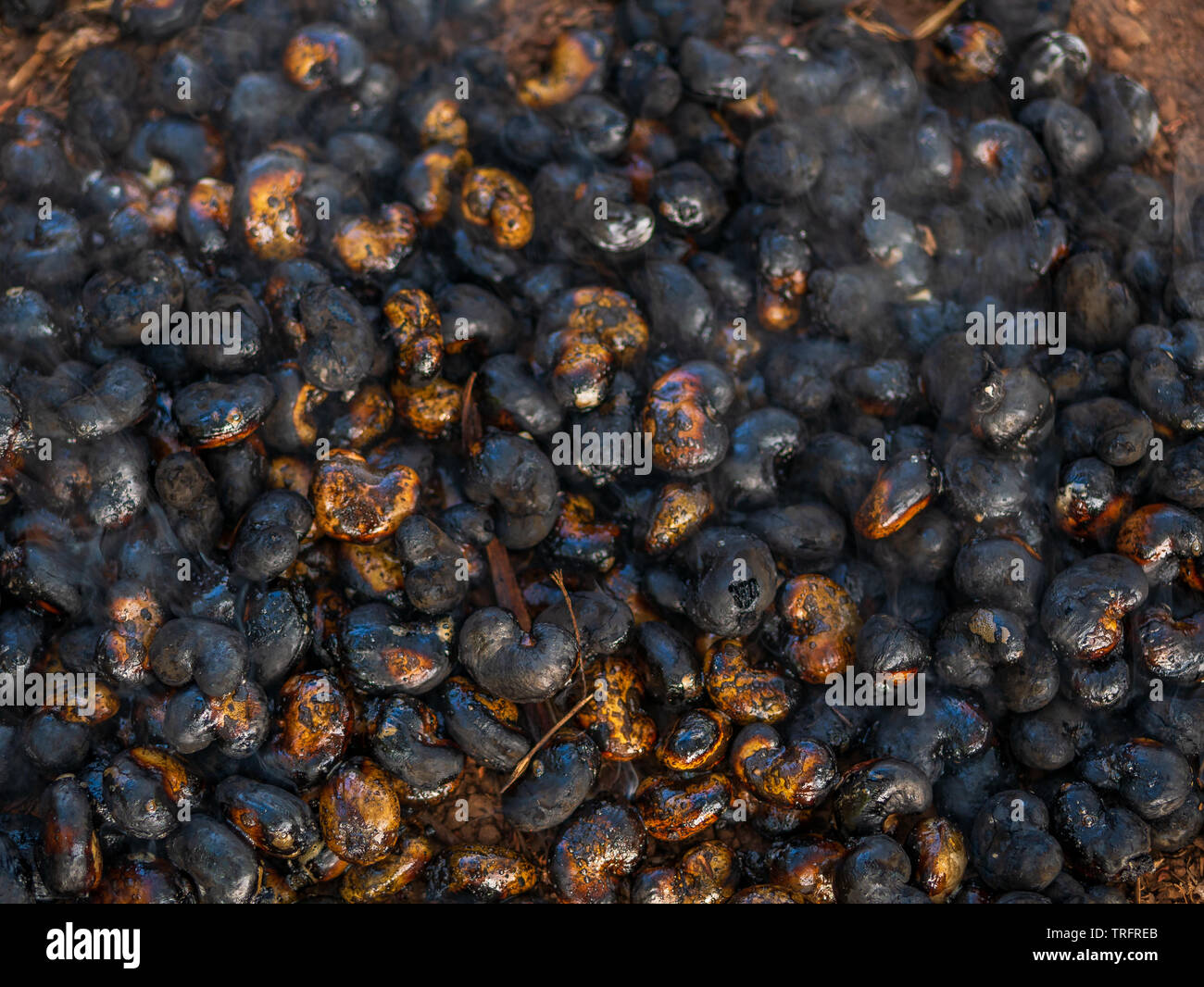 Cashew Nuts with shells roasted in fire Stock Photo - Alamy
