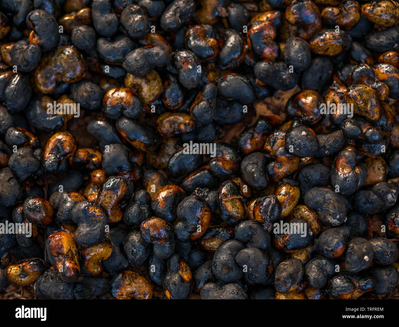 Cashew Nuts with shells roasted in fire Stock Photo - Alamy