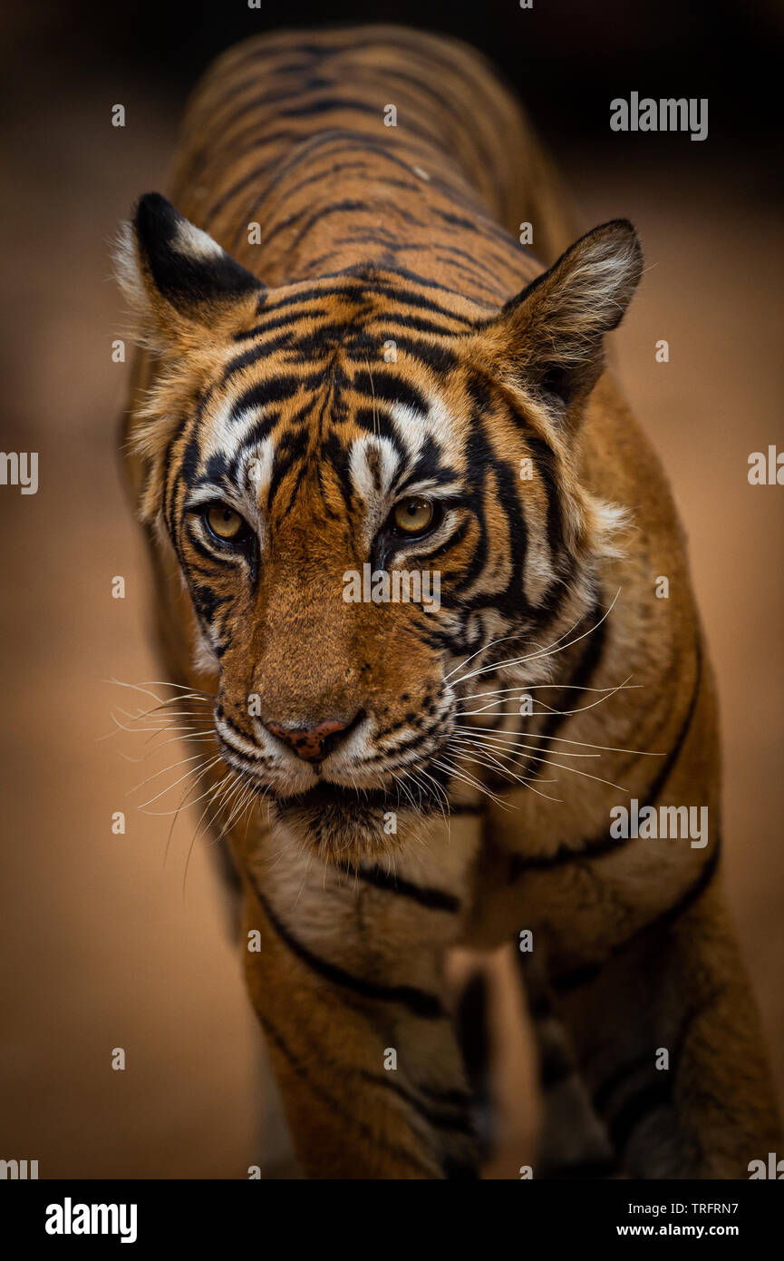 A female tiger on an evening stroll coming straight to our safari ...