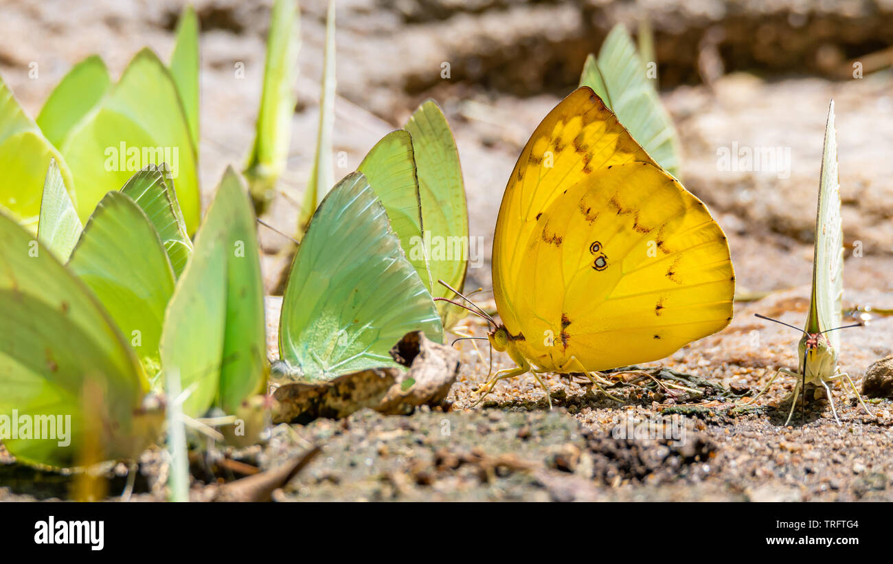 Yellow and orange color butterflies hi-res stock photography and images ...
