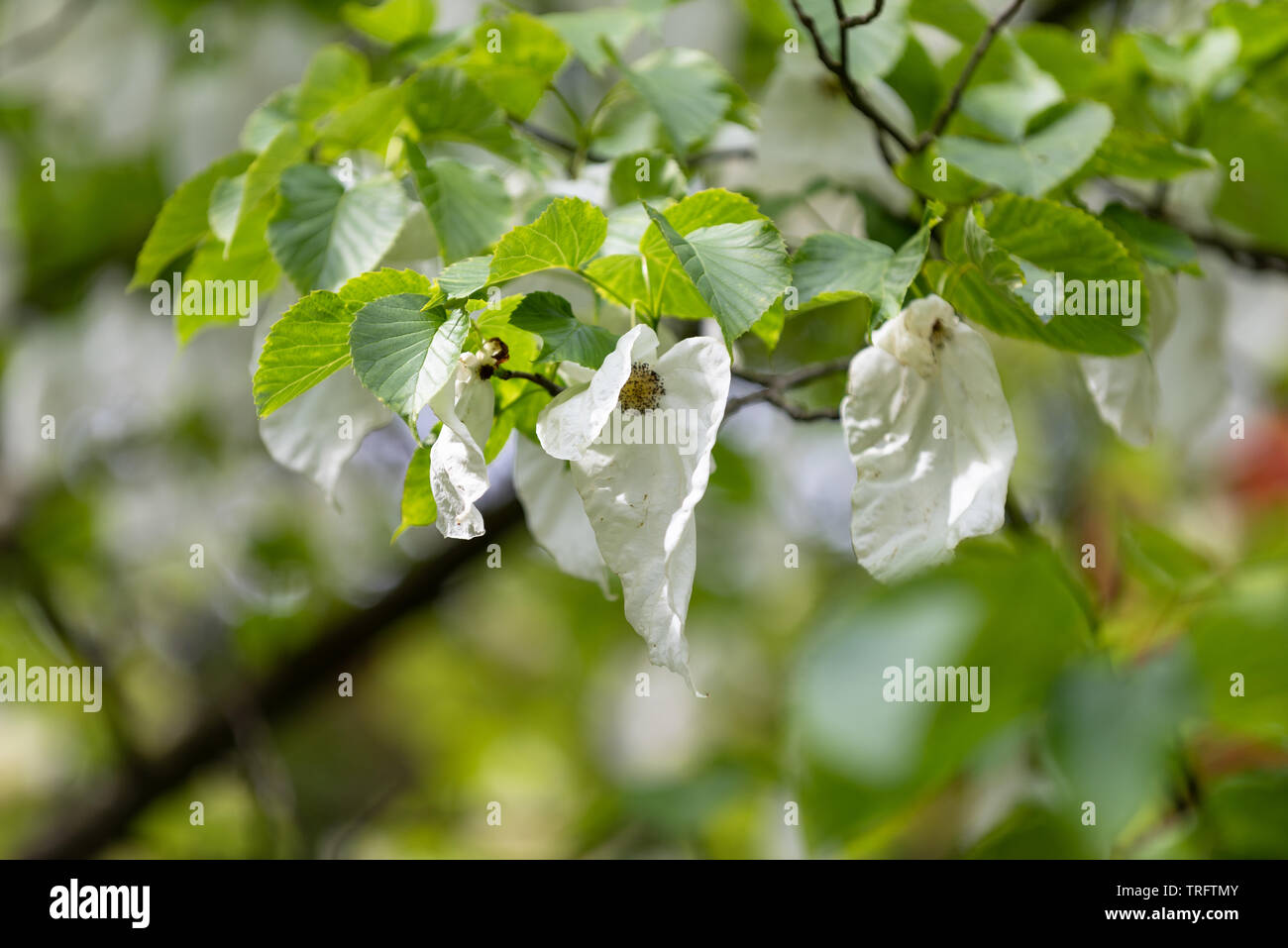 Davidia involucrata handkerchief tree hi-res stock photography and ...