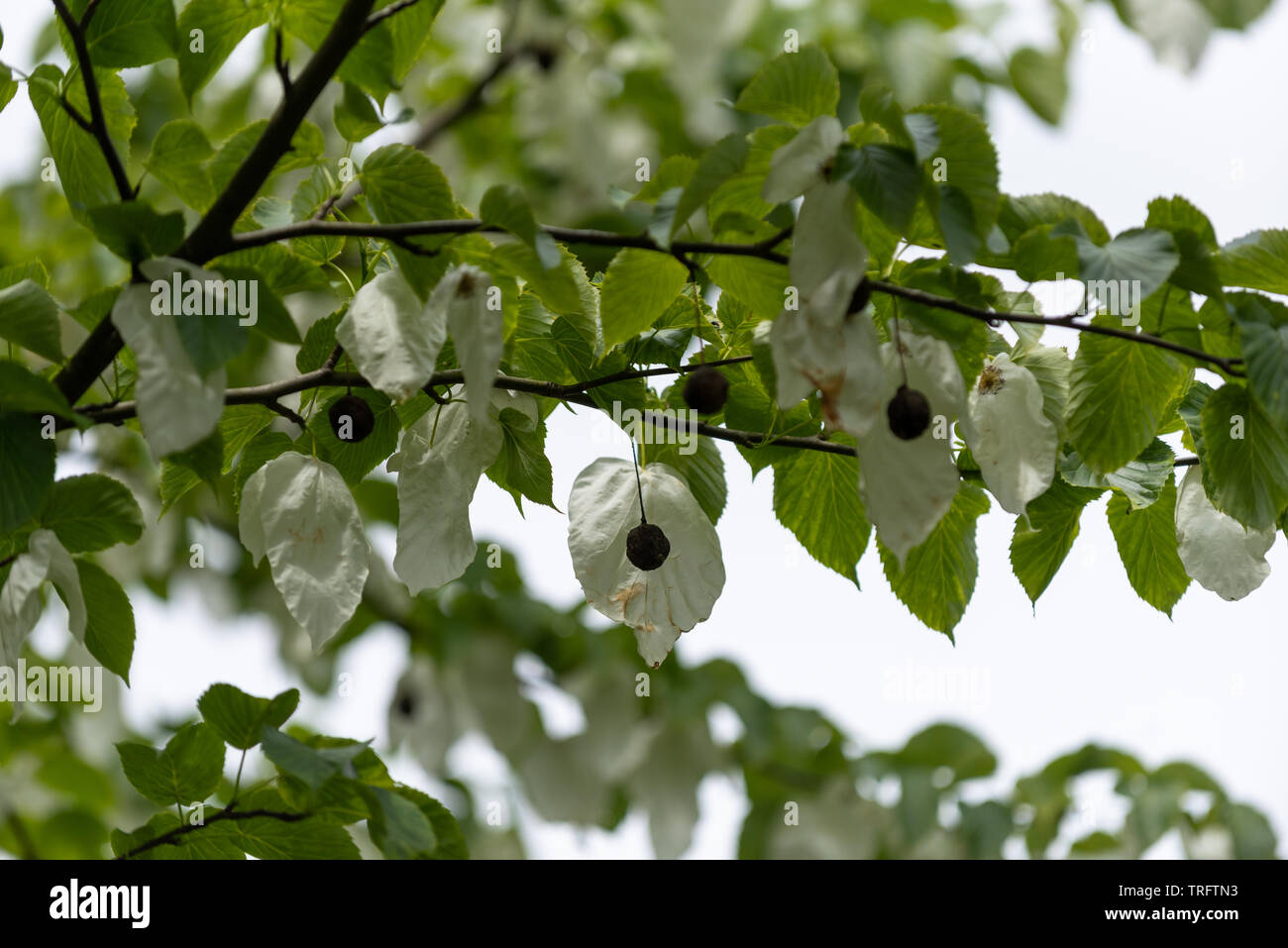 Davidia involucrata, handkerchief tree Stock Photo - Alamy