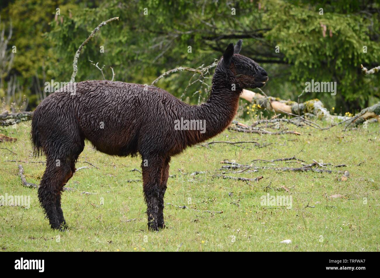 Artilodactyla hi-res stock photography and images - Alamy