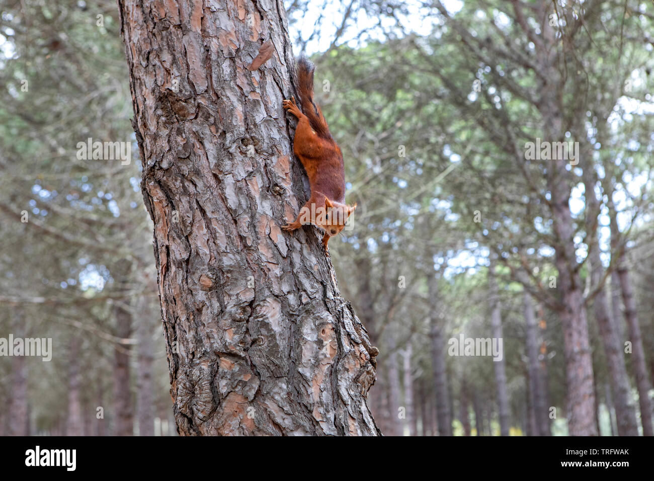 Red squirrel of france hi-res stock photography and images - Alamy