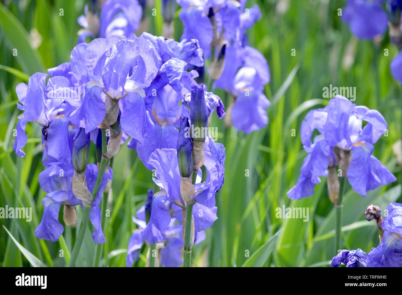 beautiful blue lilies growing on a field of wild flowers Stock Photo ...