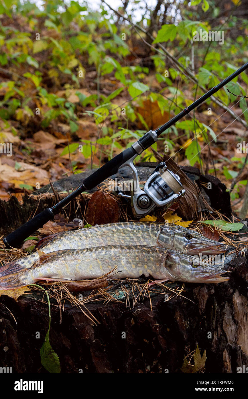 Freshwater Northern pike fish know as Esox Lucius lying on a wooden ...