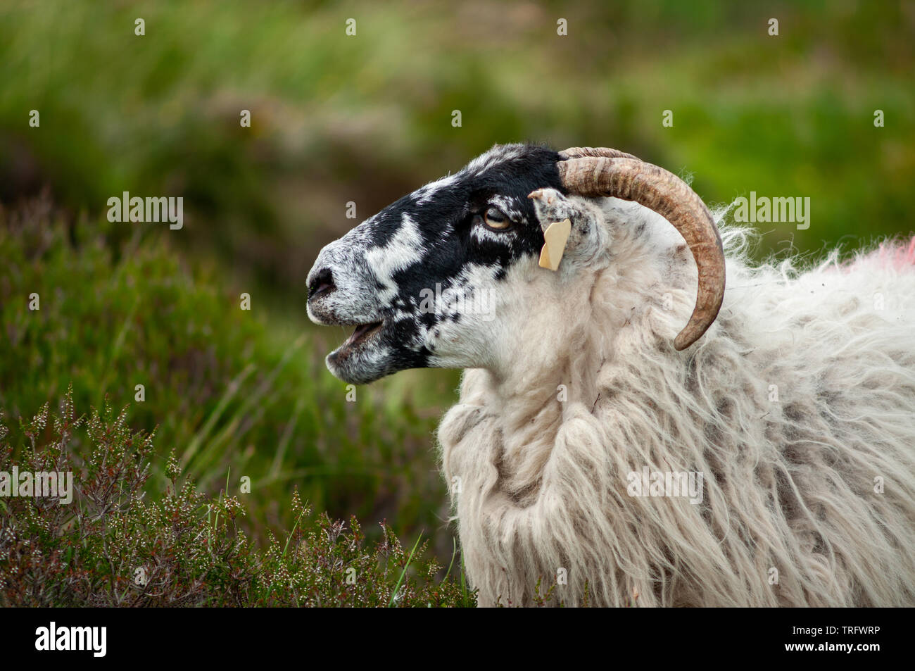 Black Faced Sheep High Resolution Stock Photography and Images - Alamy