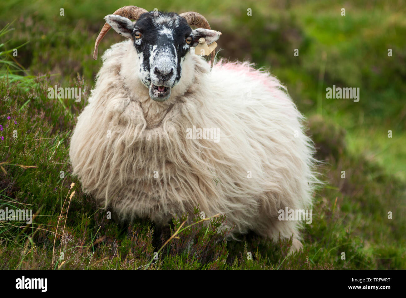 Sheep Ireland portrait of Irish Blackface sheep with long fleece ...