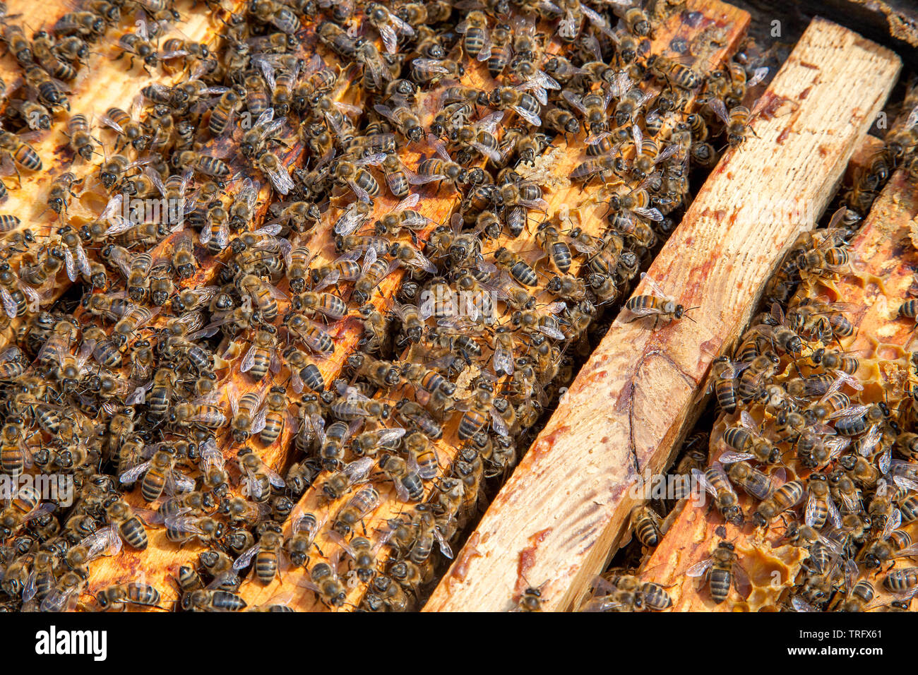 Frames of a beehive. Close up view of the opened hive body showing the ...
