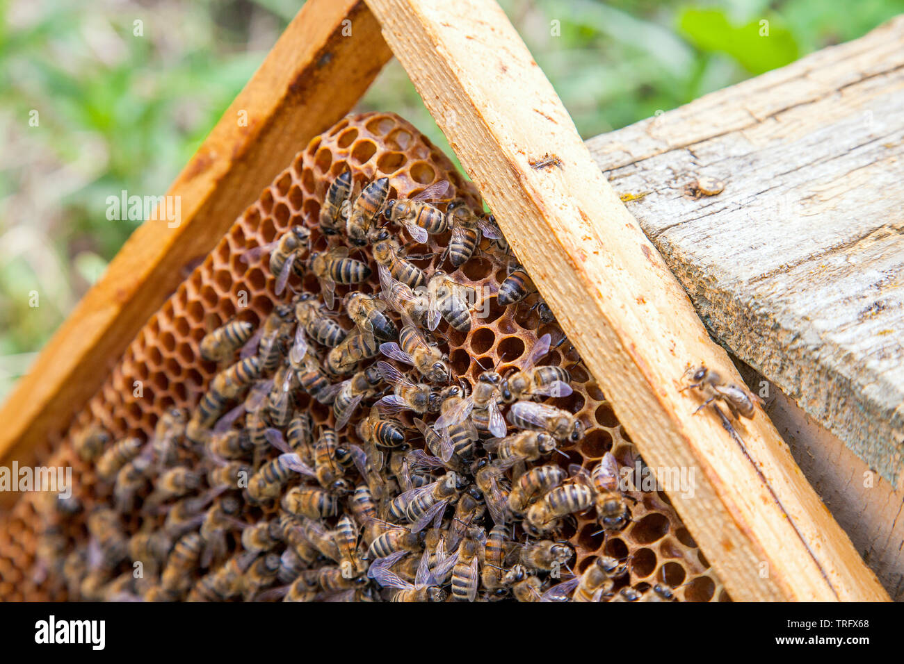 Frames of a beehive. Close up view of the working bees on honeycomb ...