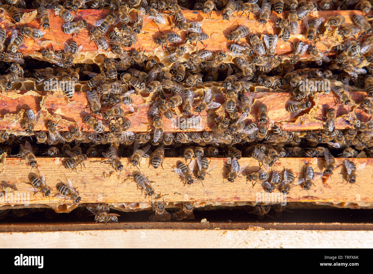 Frames of a beehive. Close up view of the opened hive body showing the ...