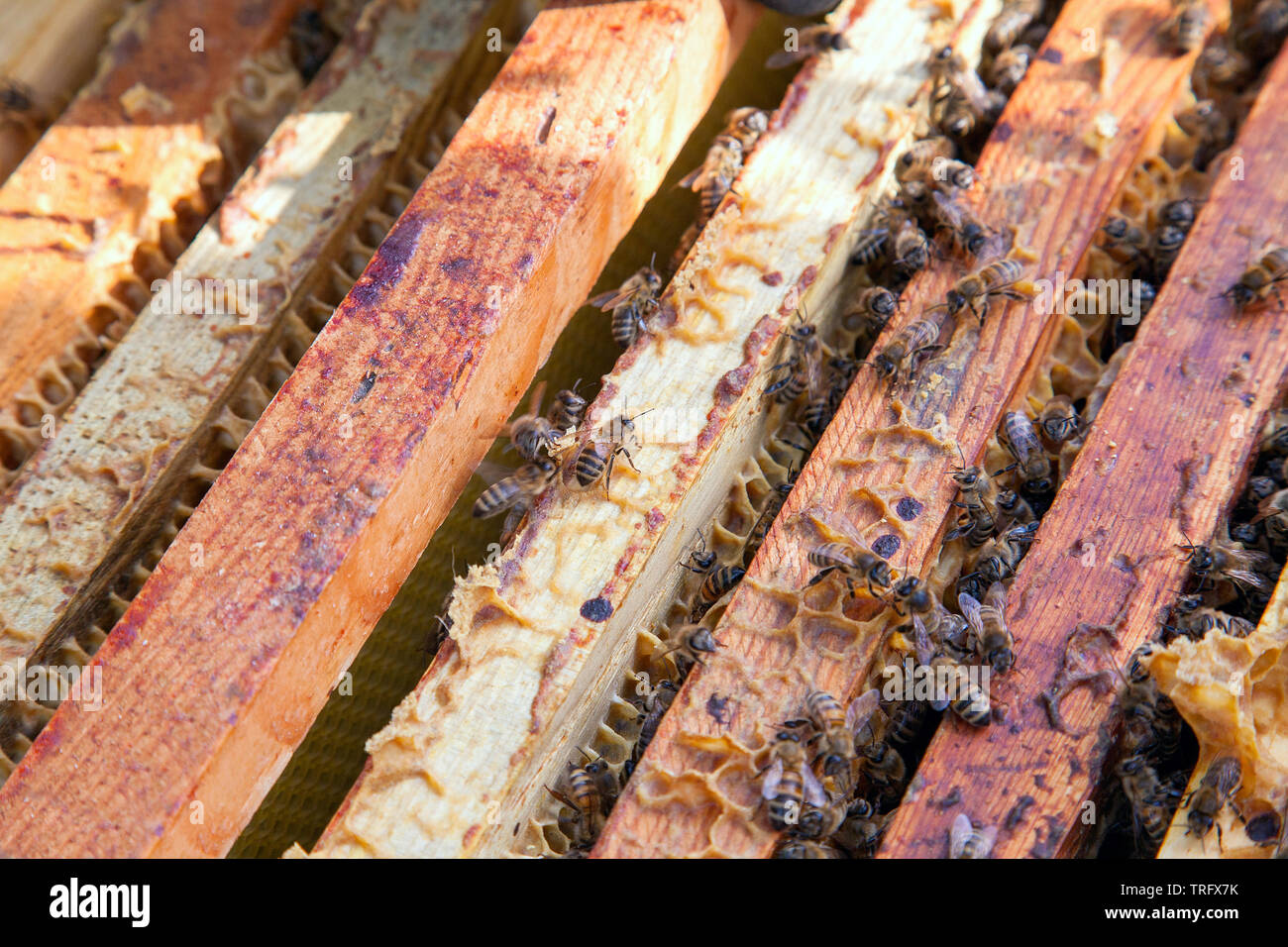 Frames of a beehive. Close up view of the opened hive body showing the ...