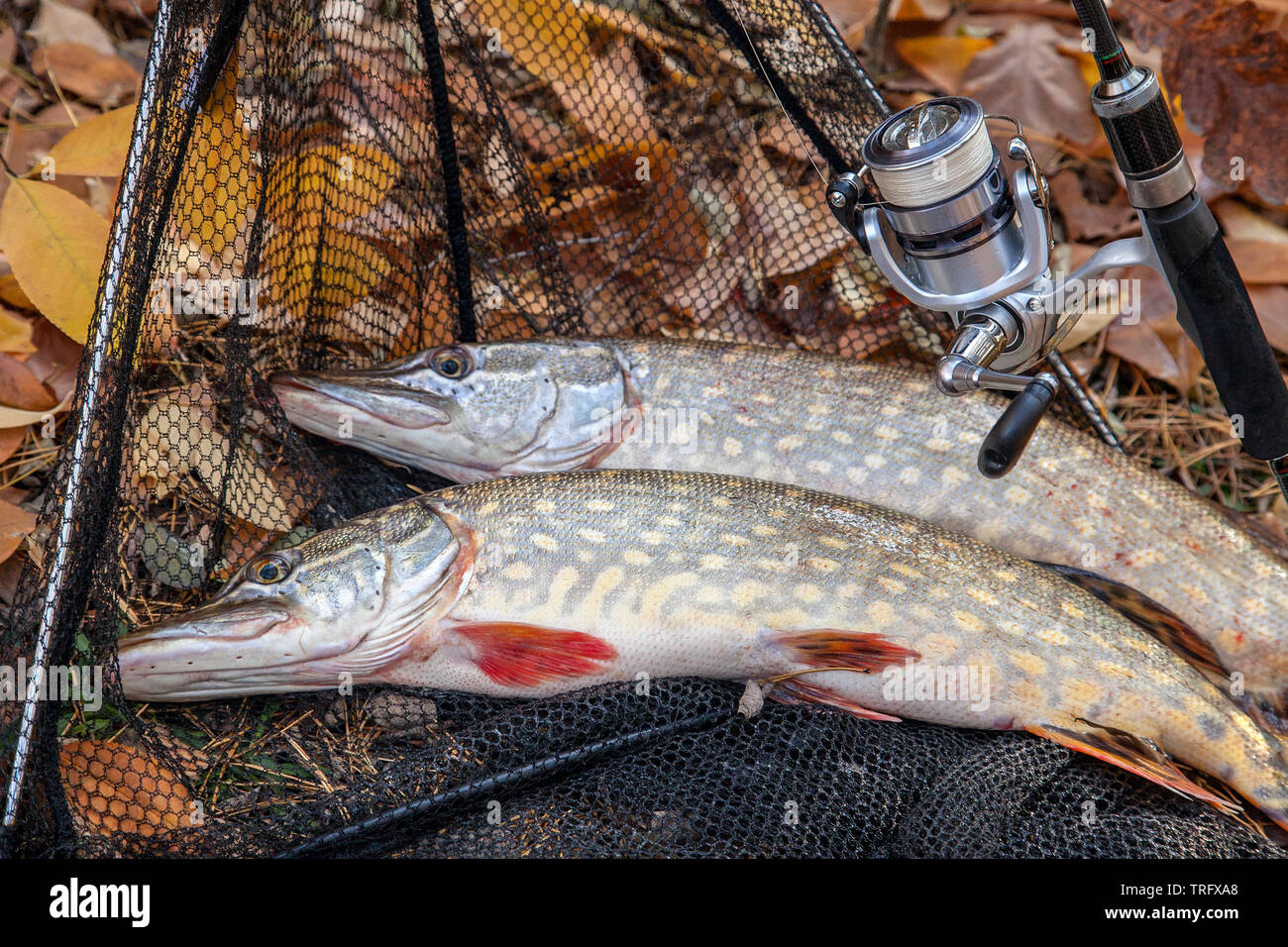 Fishing concept, trophy catch - big freshwater pikes fish know as Esox ...