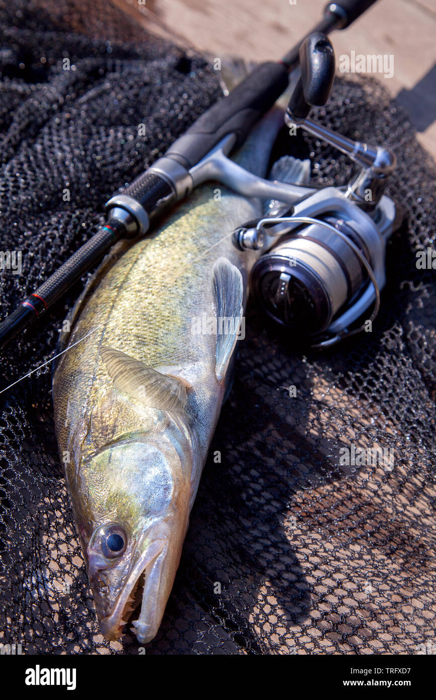 Freshwater zander fish know as sander lucioperca just taken from the ...