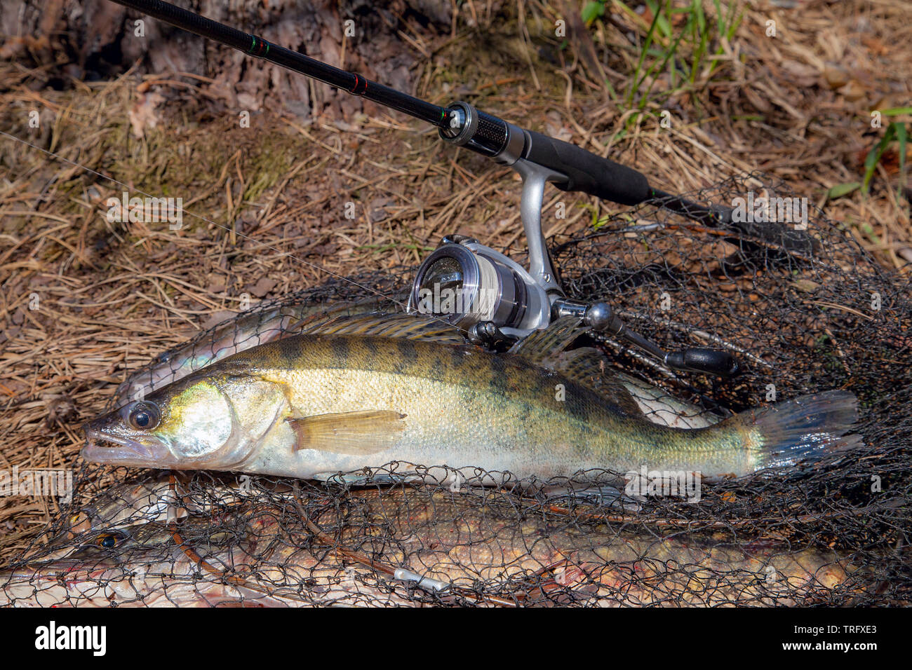 Fishing concept, trophy catch - big freshwater zander fish know as ...