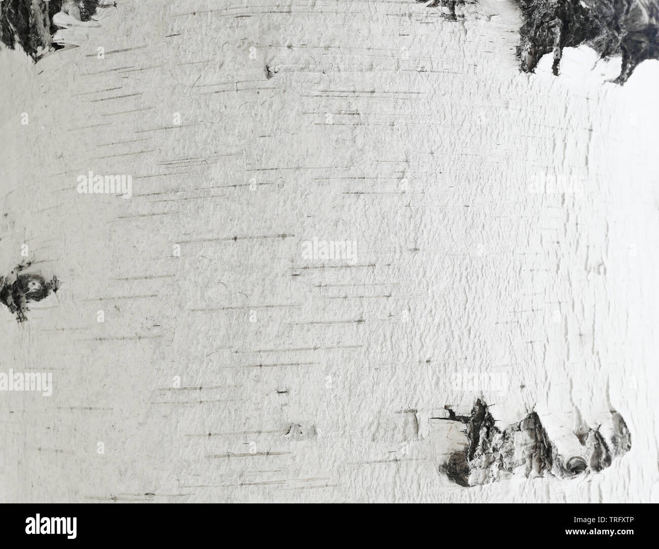 Birch bark background Stock Photo - Alamy