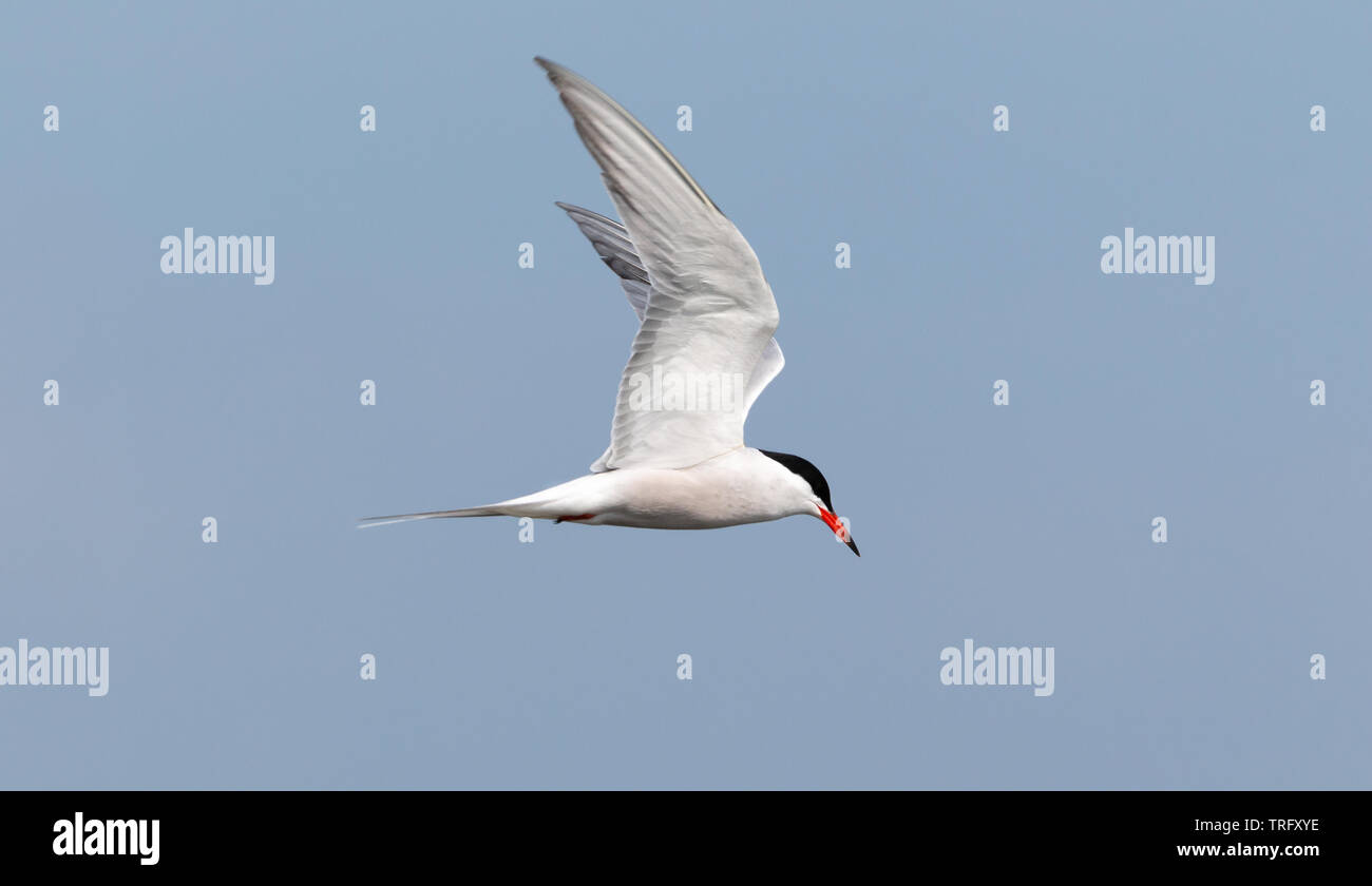 Fly Fish High Resolution Stock Photography and Images - Alamy