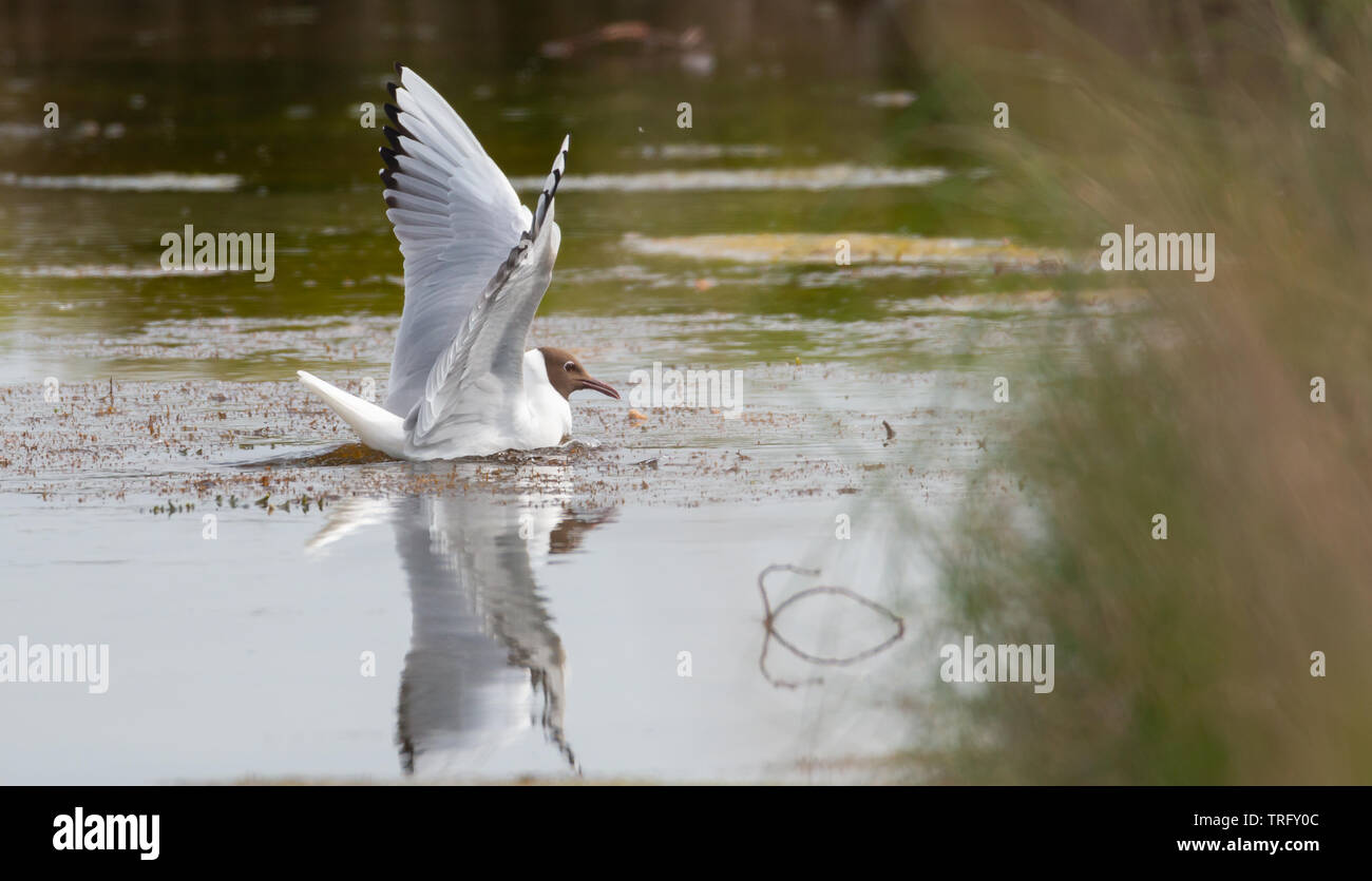 Black seagull fishing hi-res stock photography and images - Alamy