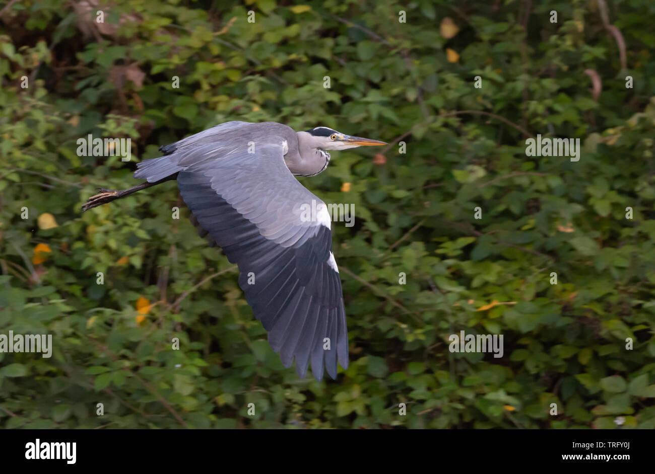 Flying birds grey hi-res stock photography and images - Alamy