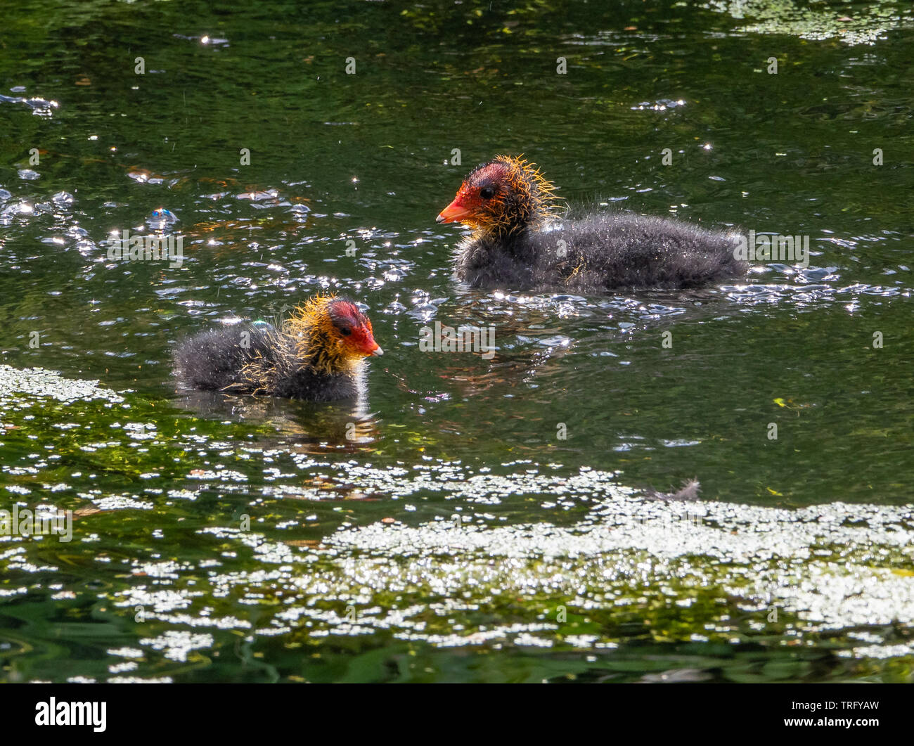 Young coot chicks Fulica atra with red beaks and yellow downed heads ...
