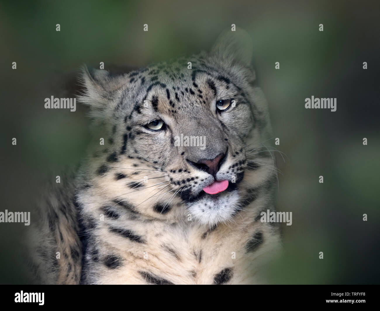 Portrait of captive Snow leopard or ounce Panthera uncia Stock Photo ...