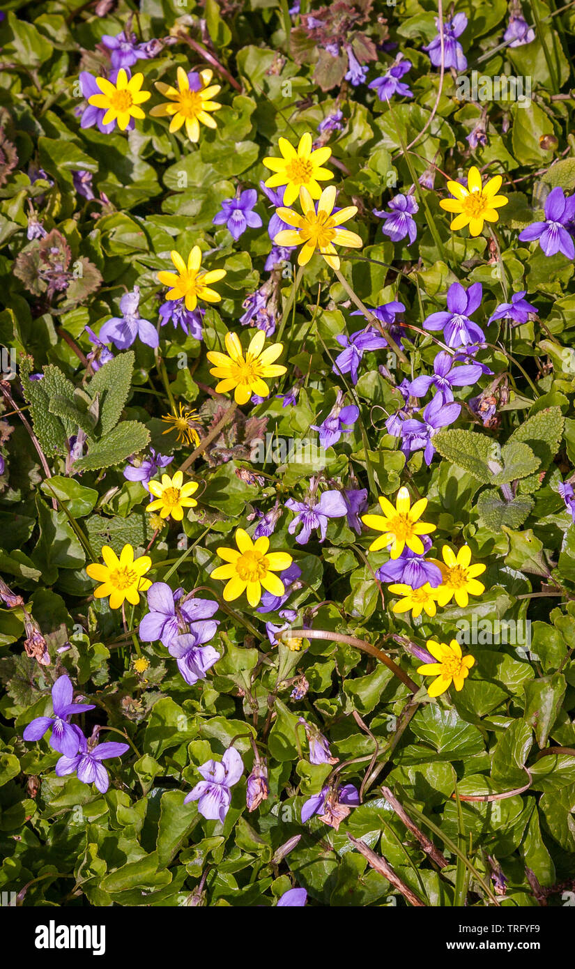 Contrasting colours of lesser celandine Ranunculus ficaria and common ...