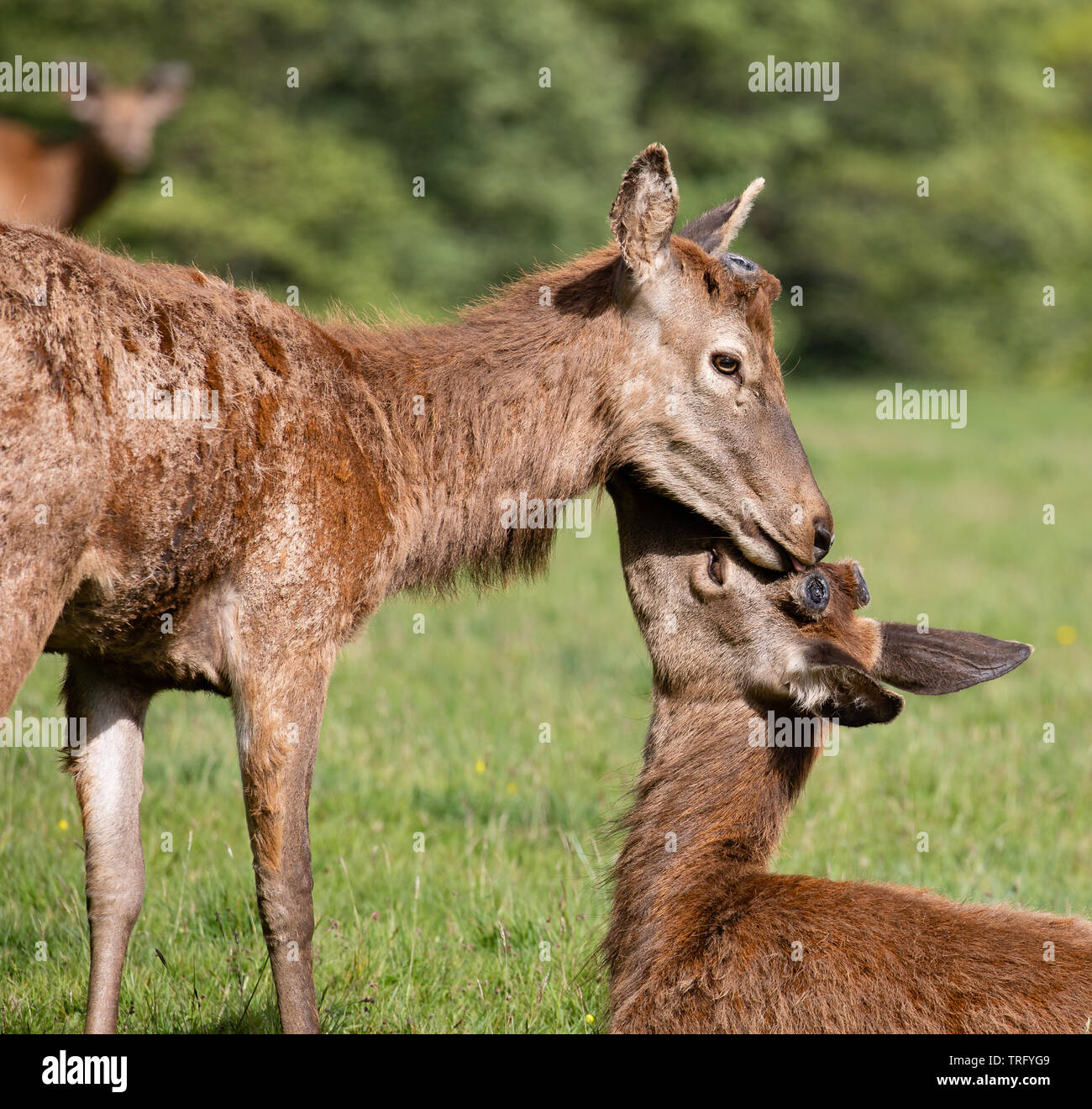 Young red deer stags in hi-res stock photography and images - Alamy