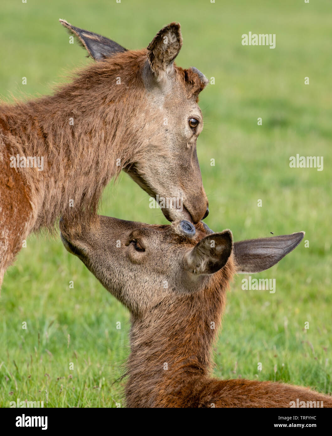 Young deer stags hi-res stock photography and images - Alamy