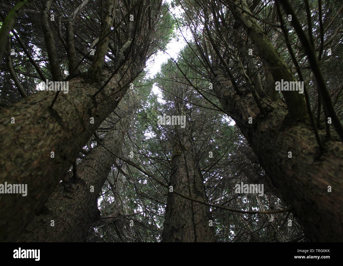 tall pine trees Stock Photo - Alamy