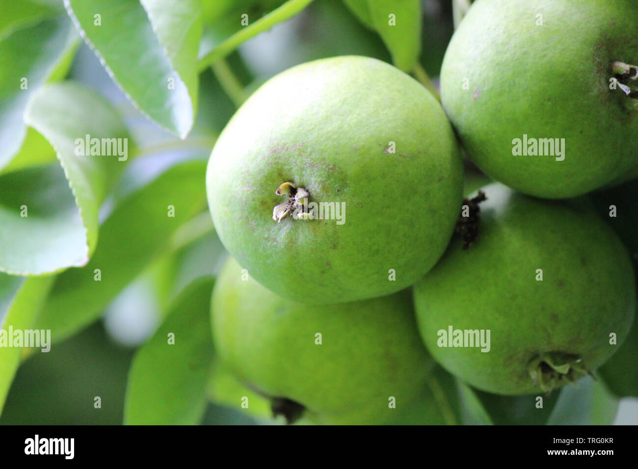 green apple tree Stock Photo - Alamy