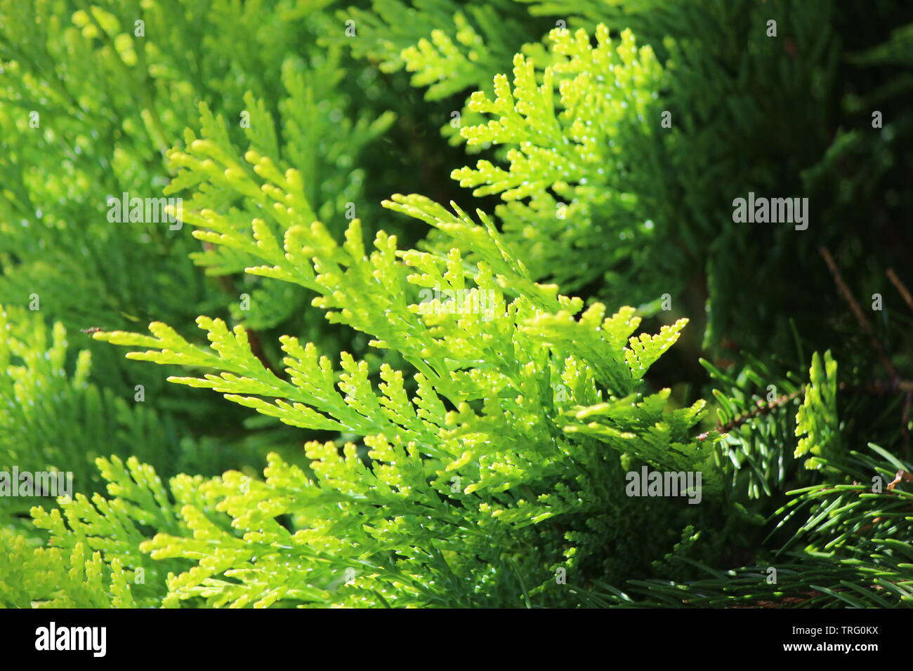 conifer evergreen shrub Stock Photo - Alamy