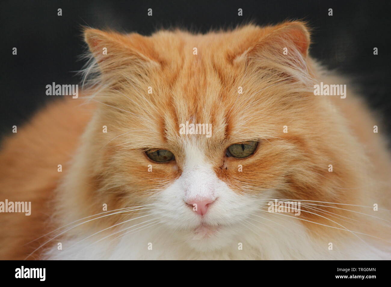 Ginger cat with green eyes hi-res stock photography and images - Alamy