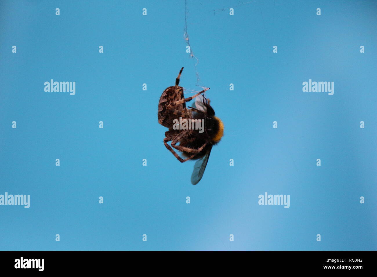 Bee in spider web hi-res stock photography and images - Alamy
