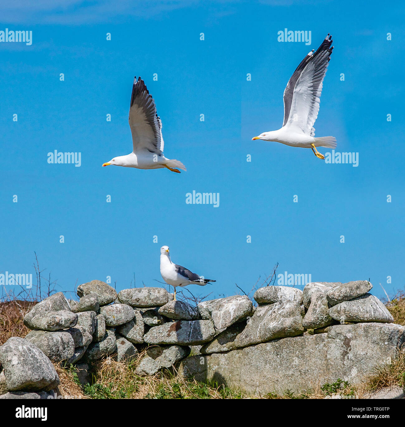Flying lesser black backed gull hi-res stock photography and images - Alamy