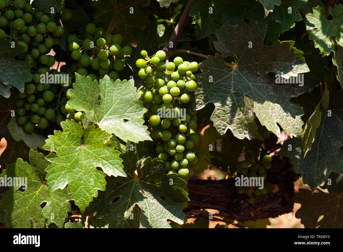 Weintraube im Libanon Stock Photo - Alamy