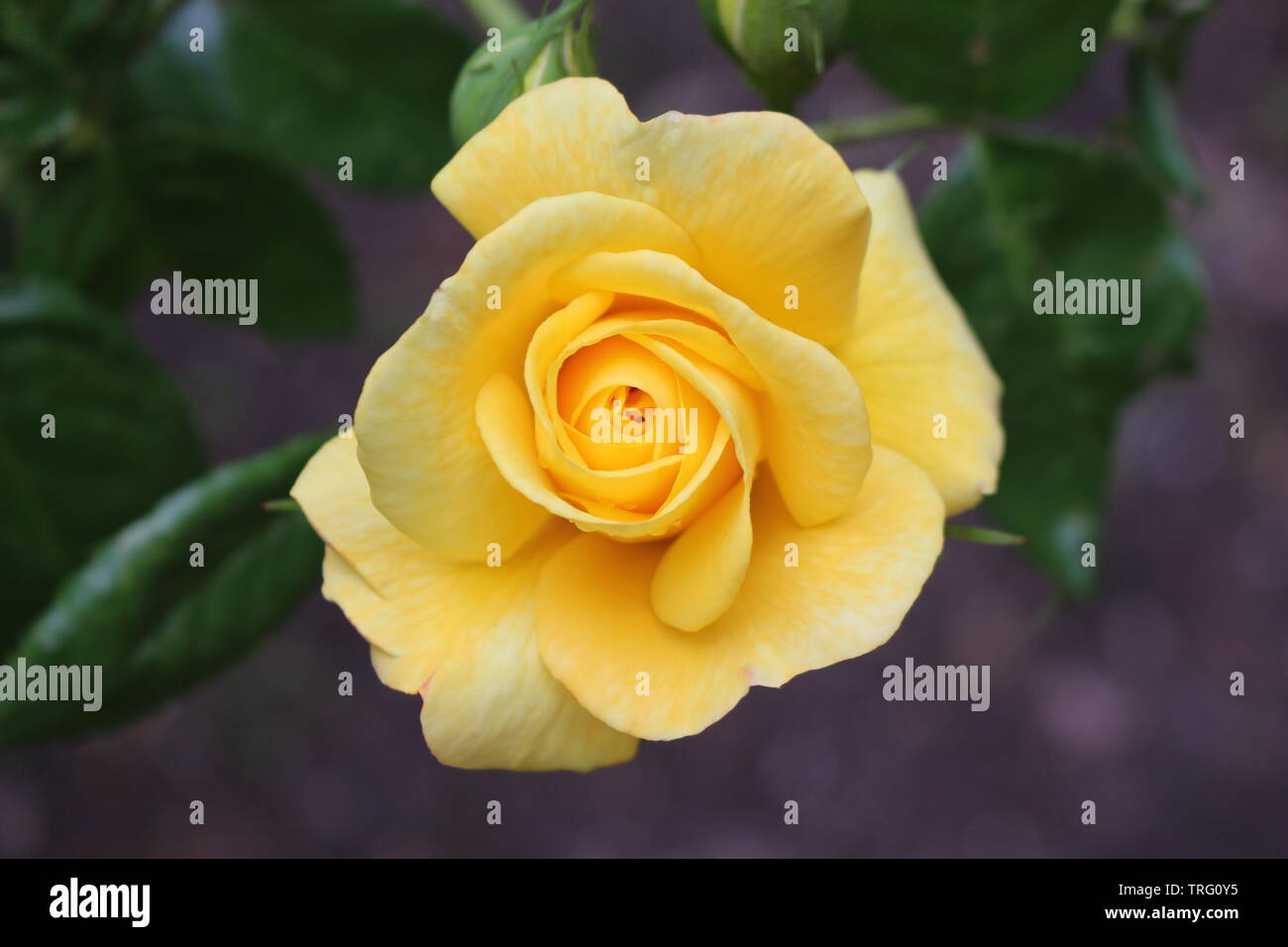 budding yellow English rose in garden Stock Photo - Alamy